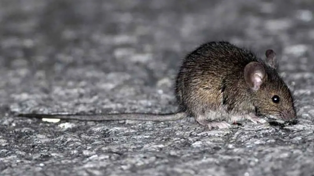 Bariloche: confirmaron un nuevo caso de hantavirus » Flipr.news