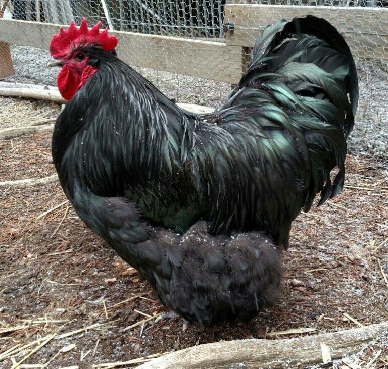 Su perro mató a 50 gallinas y un gallo de exposición: ordenan ...